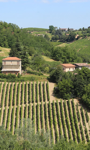 Ferrari Vini | Ferrari Vini